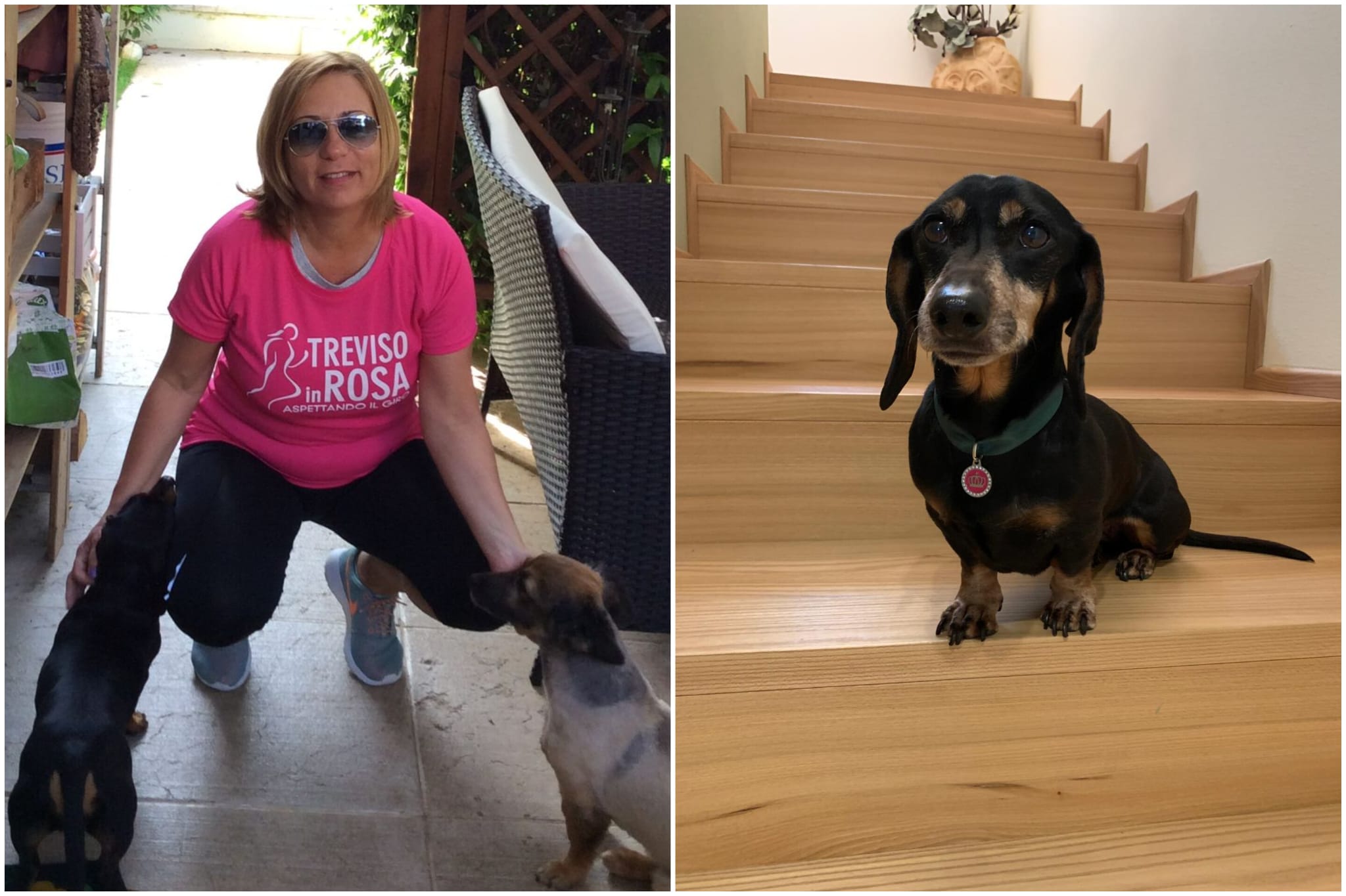 Lascia i bassotti alla dog sitter, ma Nina viene cremata. La padrona ...